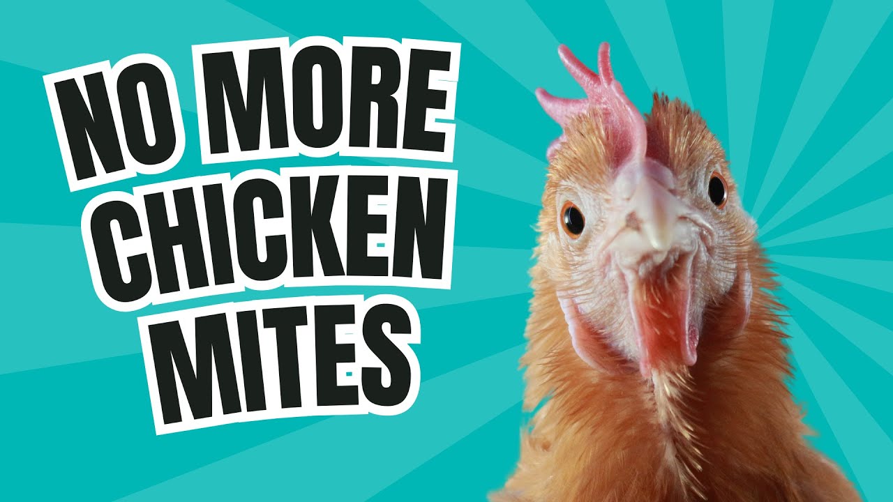 Red Mites: How to Identify, Prevent and Treat them on your Chickens and ...