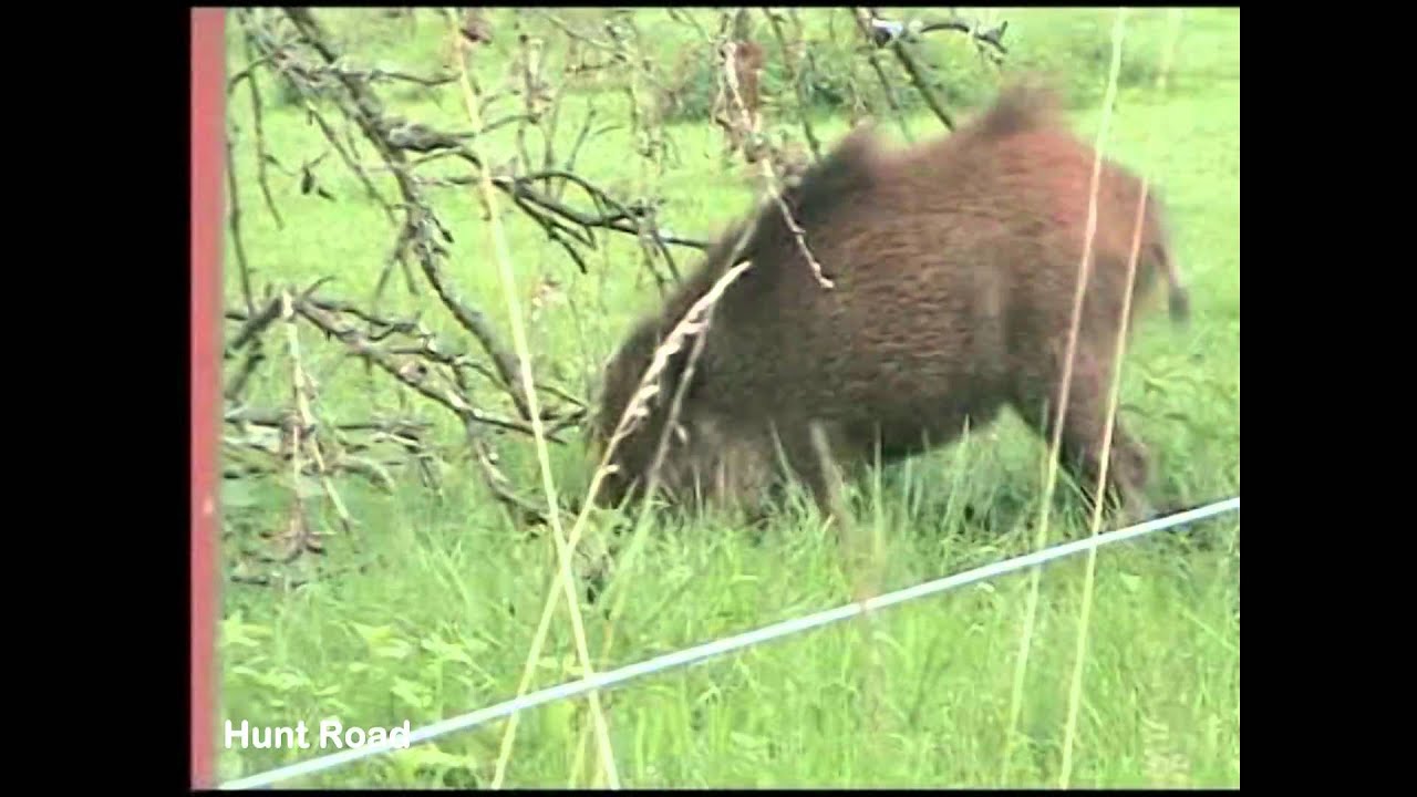 Marcassin - Wild boar - YouTube