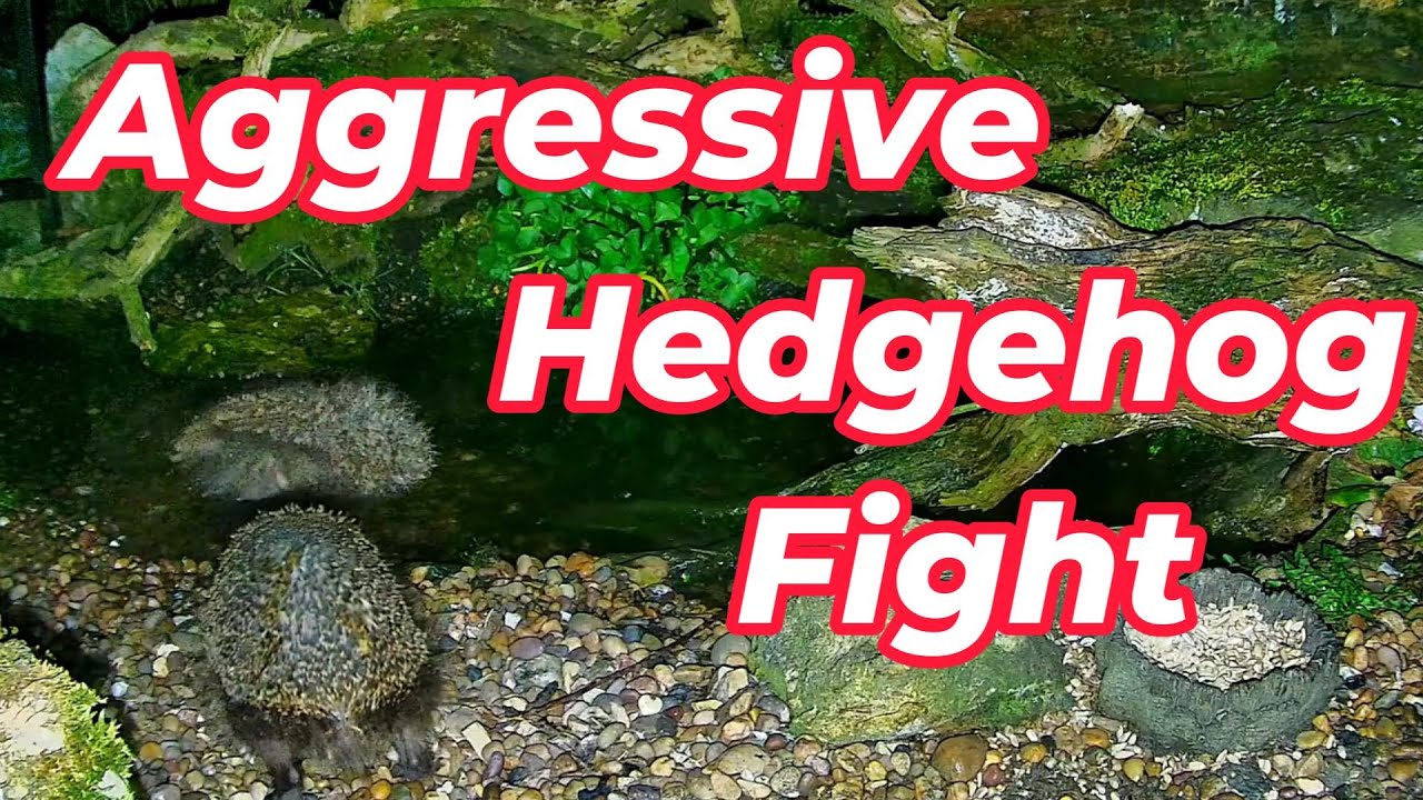 Aggressive Hedgehog Fight - YouTube