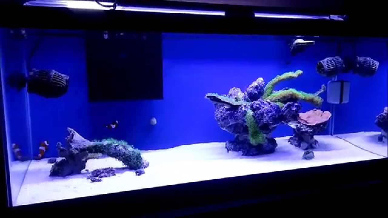 How to setup a 20 gallon nano reef tank, Morning on the reef - YouTube