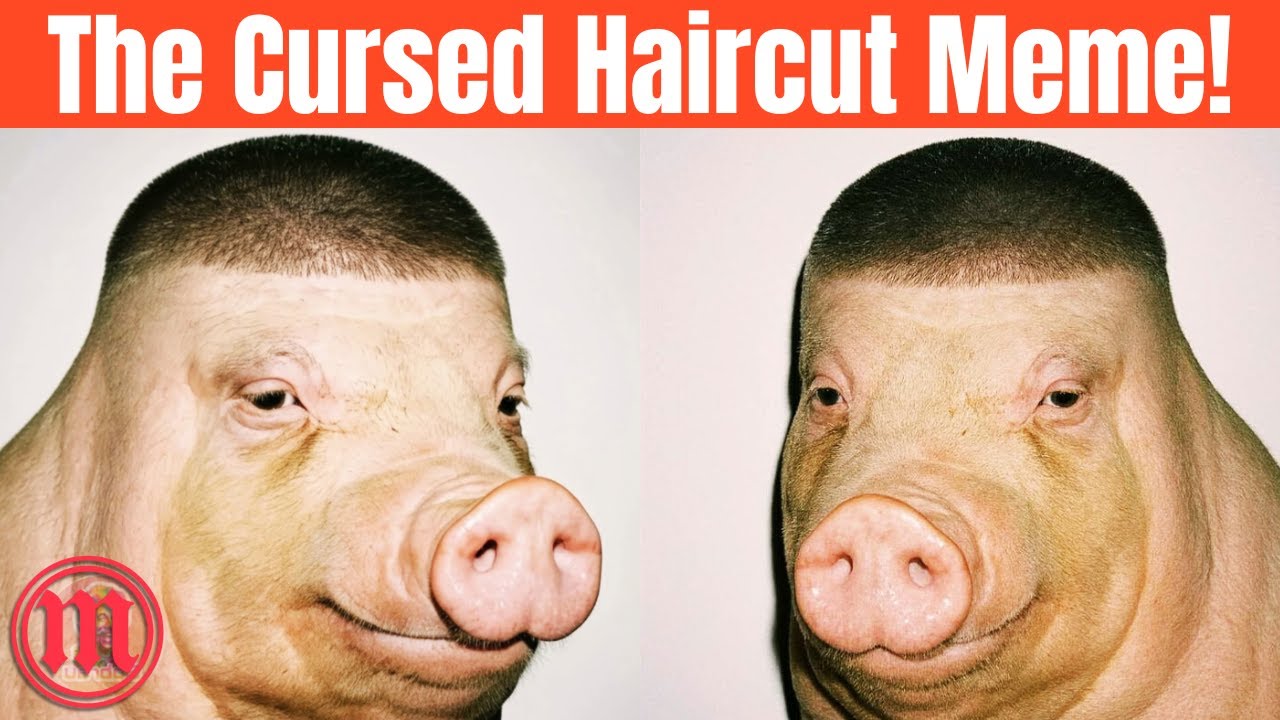 The Rise of Fade Pig: How a Buzz-Cut Pig Took Over the Internet - YouTube