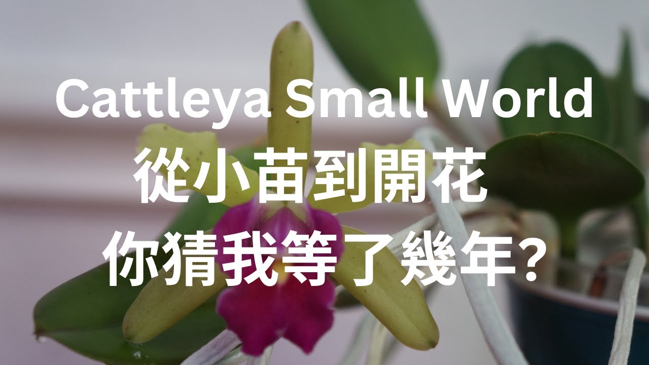 [CC/字幕] Cattleya Small World is FINALLY in Bloom | Orchid Care Tips ...