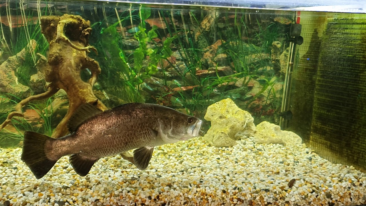 Barramundi In Aquarium - YouTube