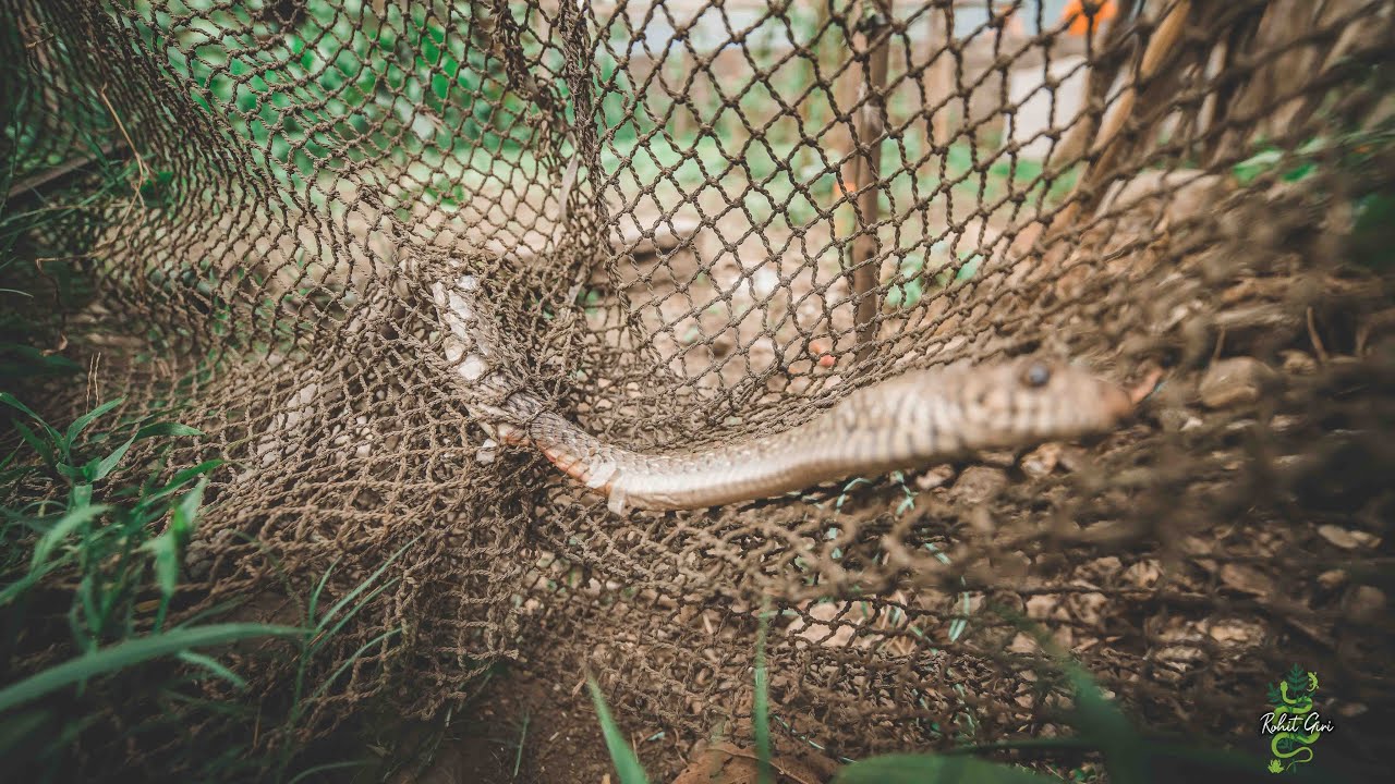 Common Rat Snake Entangled in Ghost Net! | Rescue | Gharapatan ...