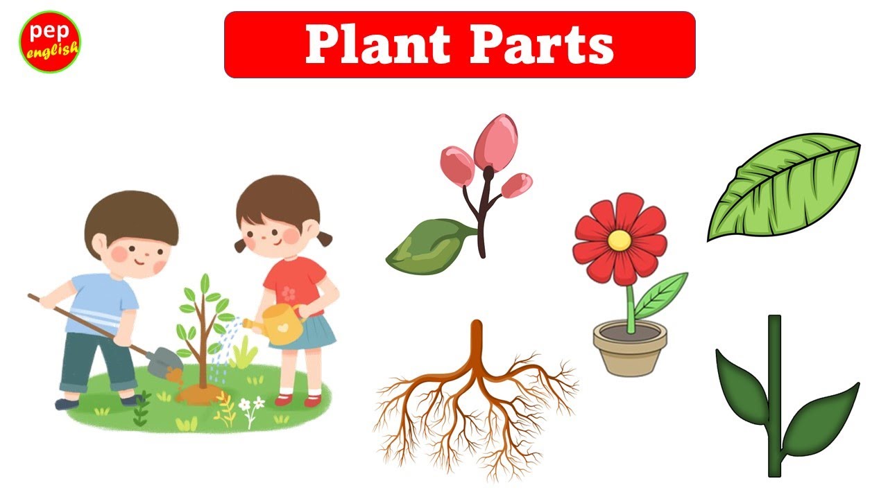 Plant parts | English vocabulary | Learn English words - YouTube