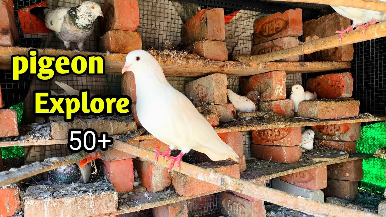 pigeon Explore 50+ pigeon 🤯 high flying pigeon 🤯🐦 - YouTube