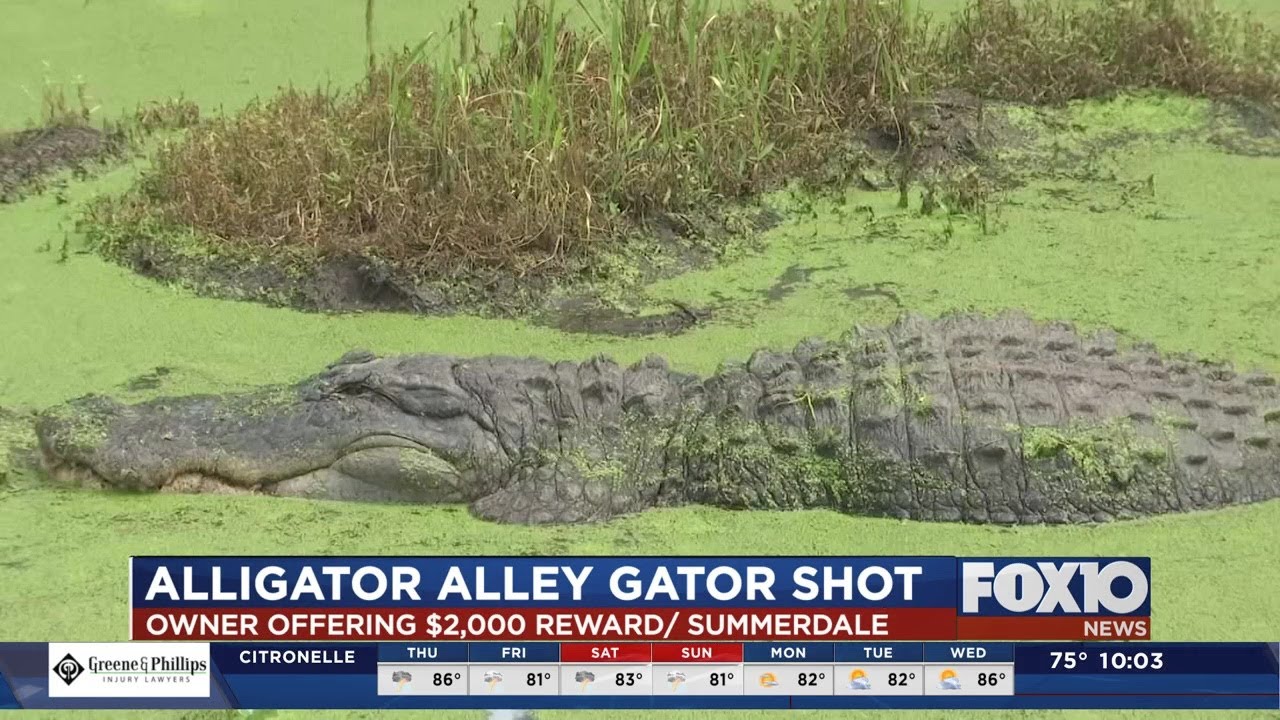 Gator shot and killed at Alligator Alley in Baldwin County - YouTube