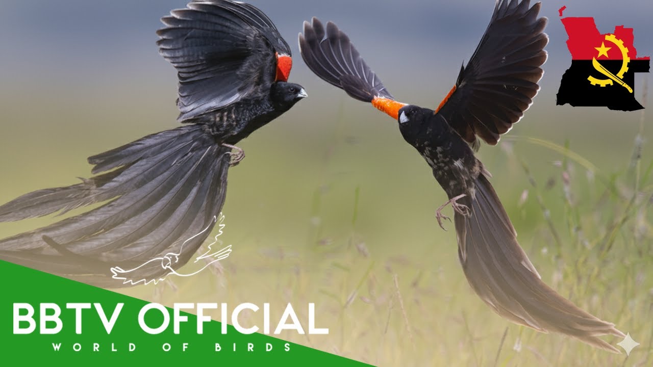 Birds Of Angola | Most Beautiful Birds Found in Angola You've Never ...