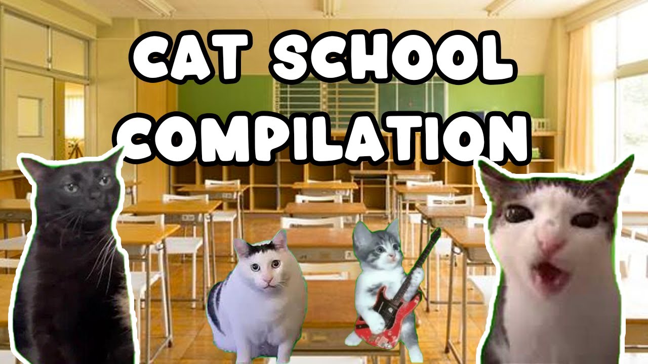 CAT SCHOOL COMPILATION #cat #catmemes - YouTube
