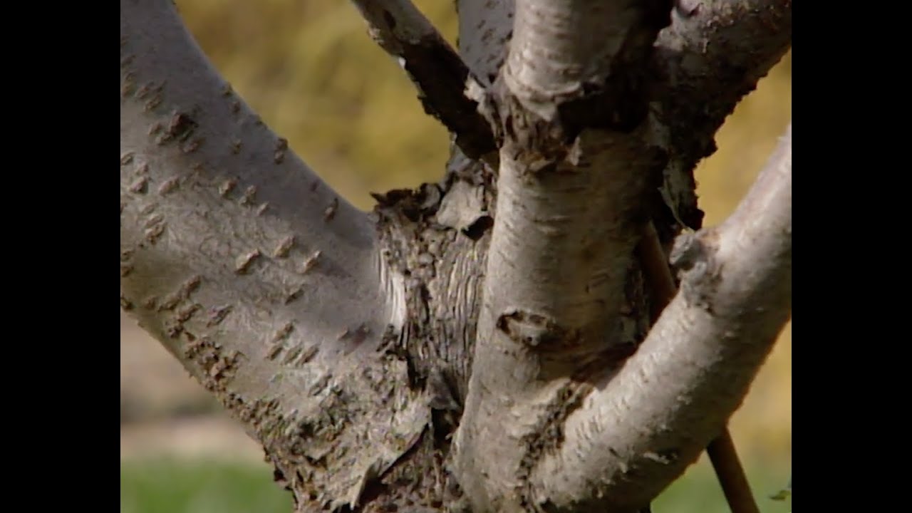 Tree Freeze Damage Update - YouTube