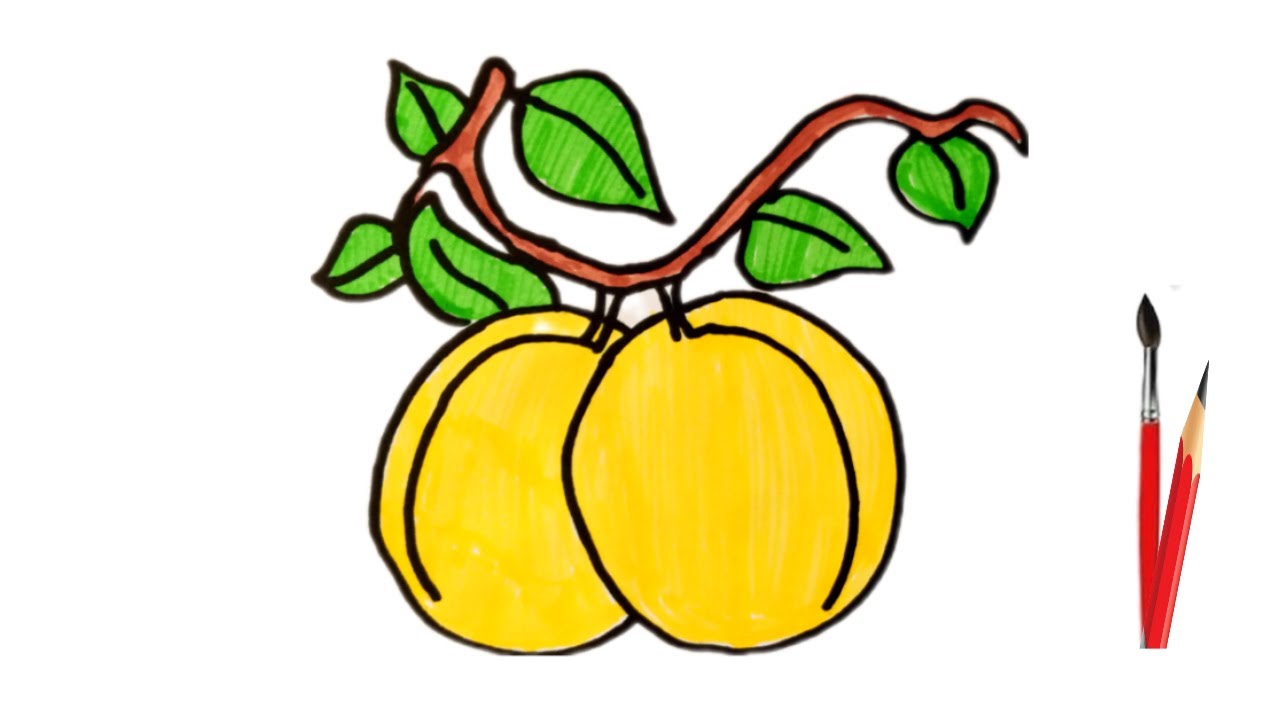 Draw an apricot || How to draw fruits for kids - YouTube