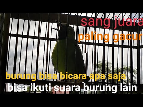 burung bisa bicara ikut burung lain burung gacur sang juara - YouTube