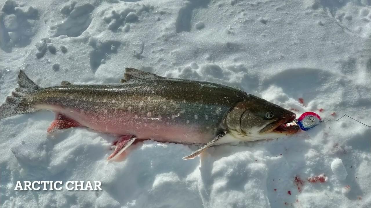 Check out how Inuit go ice fishing for arctic char in Nunavik - YouTube