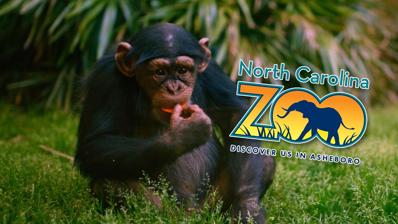 The Wild and Wonderful North Carolina Zoo - YouTube
