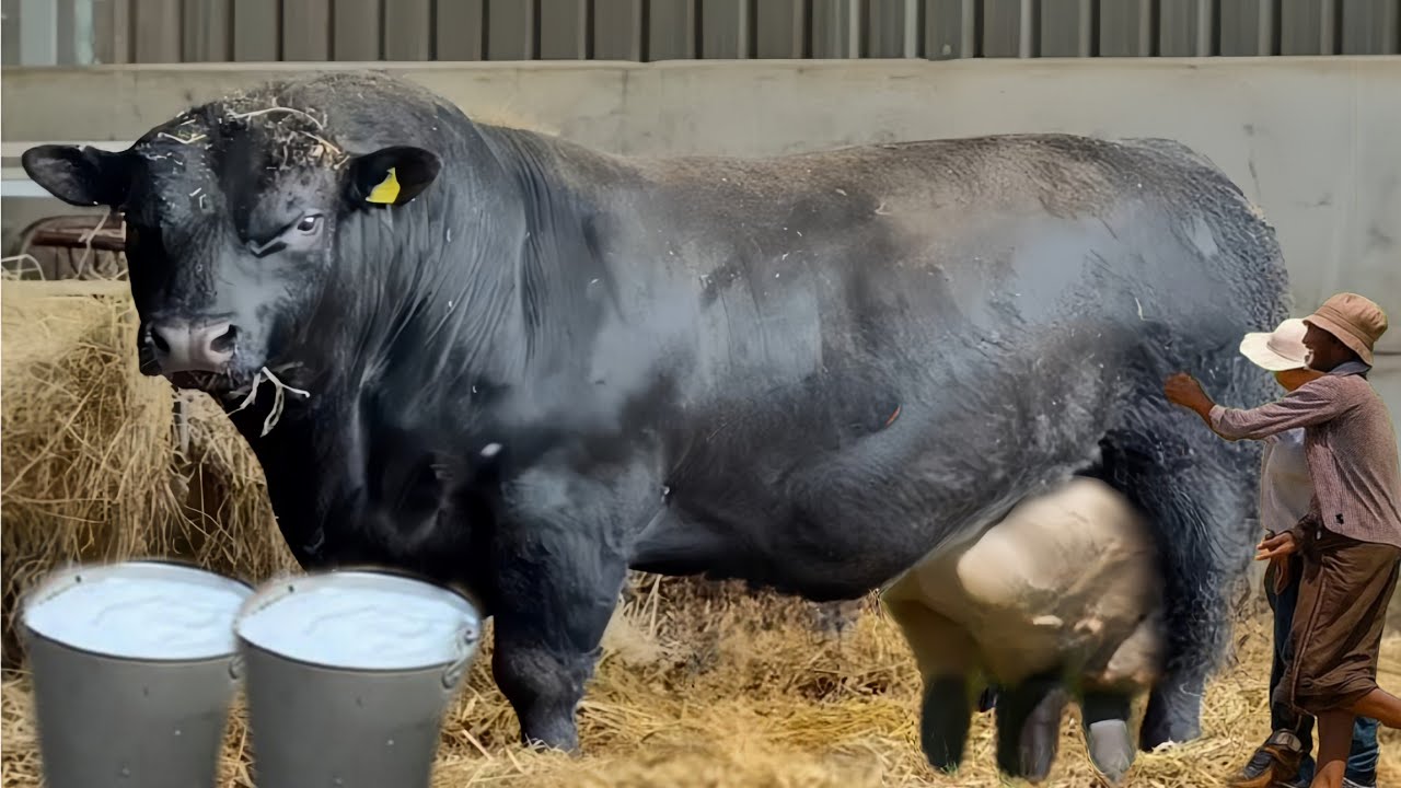Heavy Weight Aberdeen Angus Cow || Biggest Beef Breed - YouTube