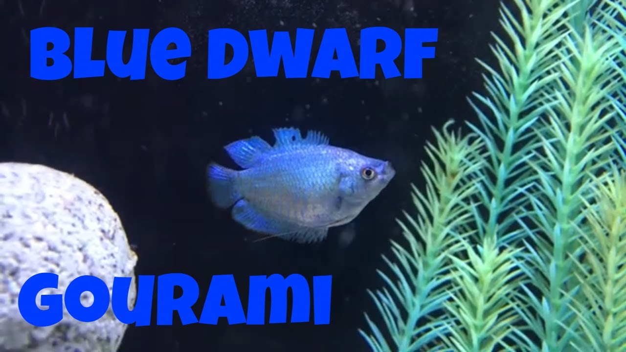 My peaceful blue dwarf gouramis is just swimming peacefully in the 55 ...