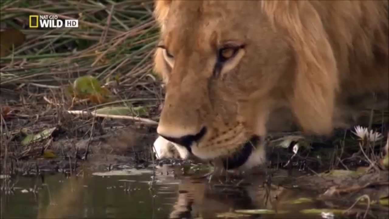 Nadee Ganga Tharanaye Original Song By Chitral Somapala Chords - Chordify