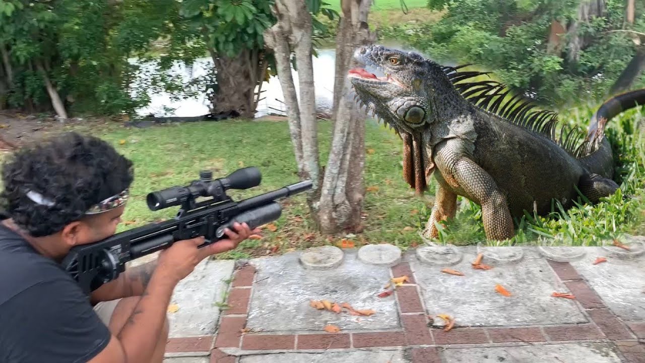 Back-Yard iguana Pest Control with FX IMPACT M3 .22 Cal Air Rifle ...