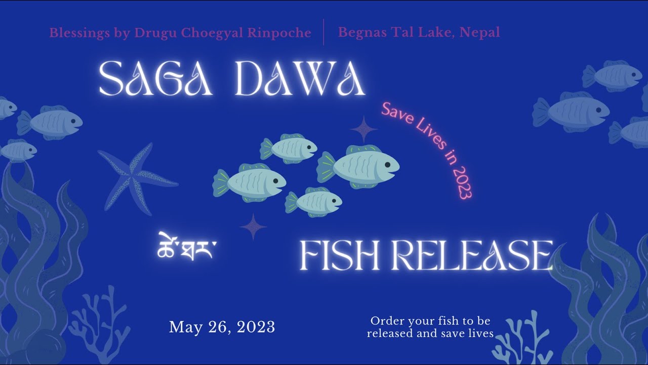 Saga Dawa Fish Release 2023 - Save Lives in May - YouTube