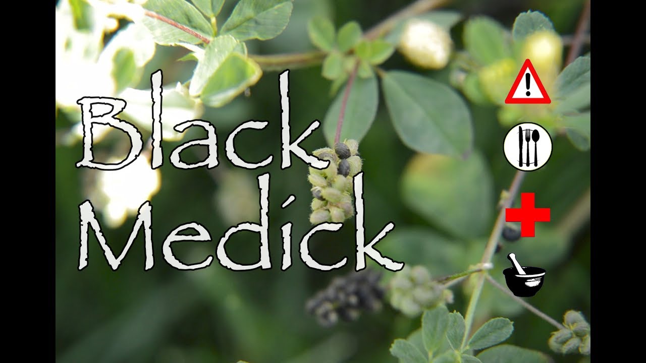 Black Medick: Cautions, Edible & Medicinal - YouTube