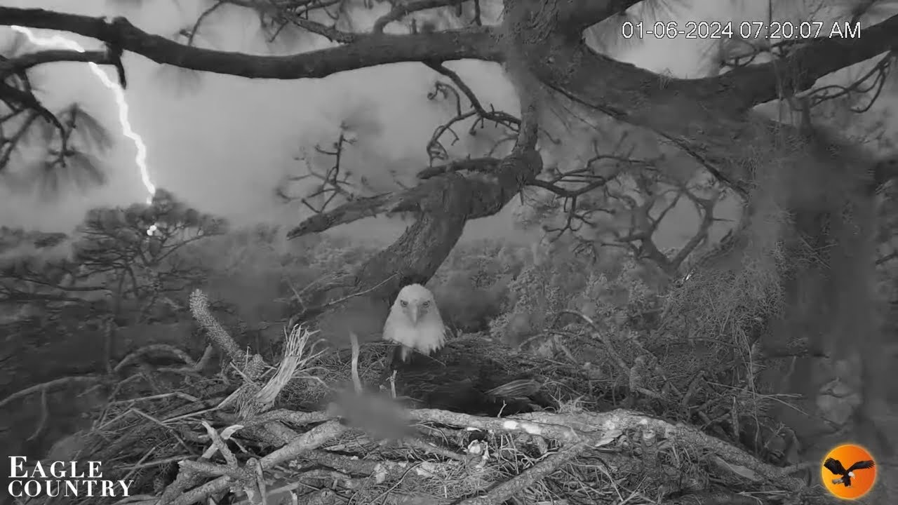 Abby and the storm Eagle Country Eagle Country LIVE Bald Eagle Cam ...
