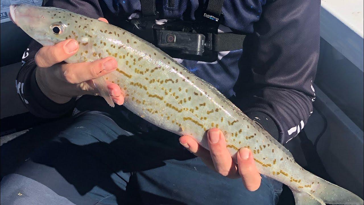 How to catch GIANT King George Whiting Mandurah, WA. CATCH AND COOK ...