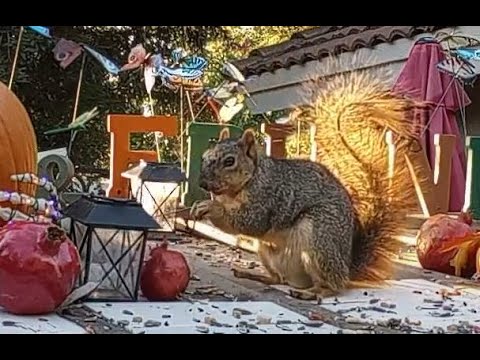Earl and friends for October 20th - YouTube