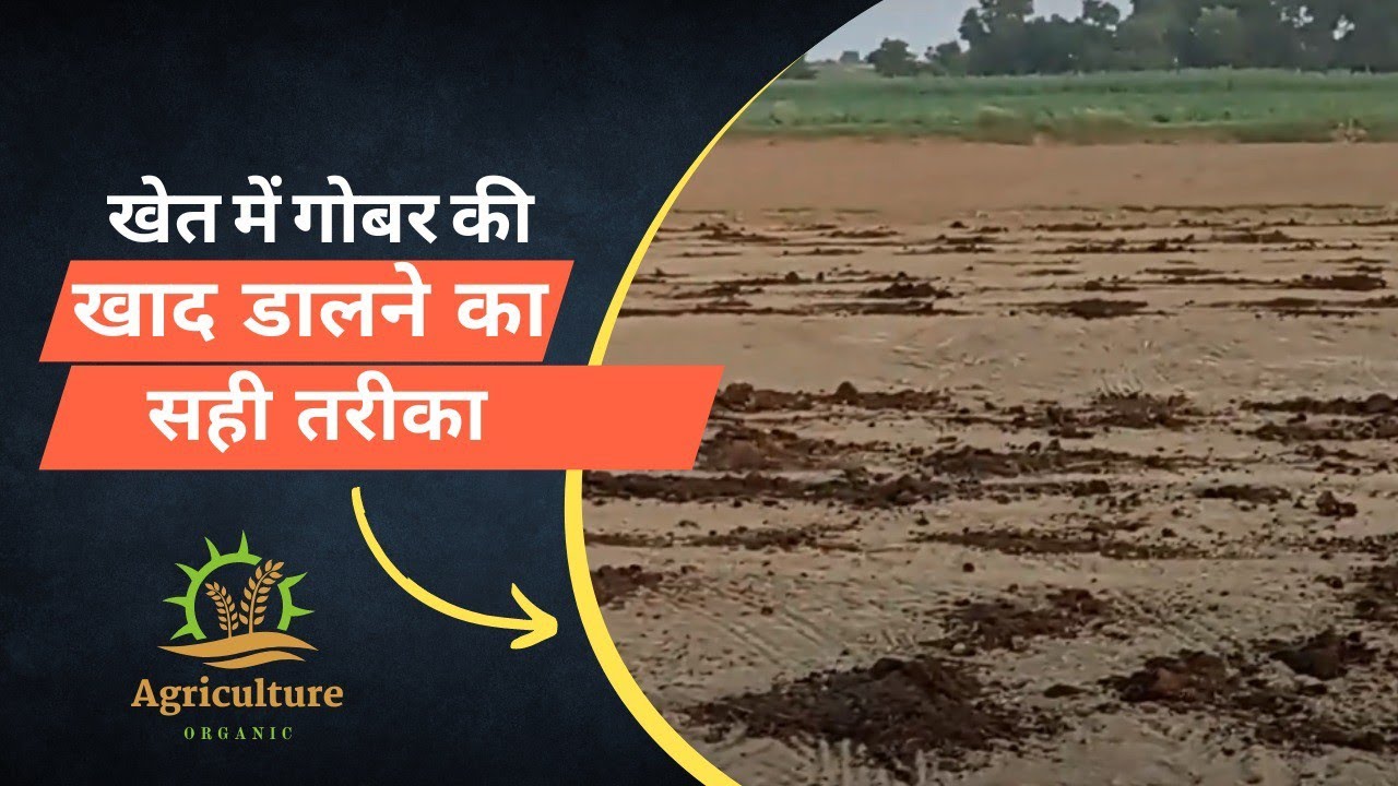 खेत में गोबर की खाद डालने का सही तरीका / Gobar Ki Khad - YouTube