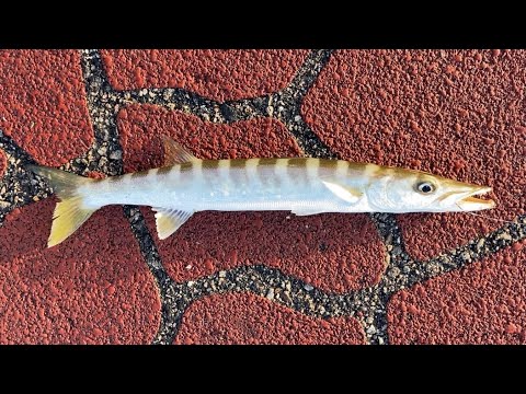 Bedok Jettu, toothy fish time - YouTube