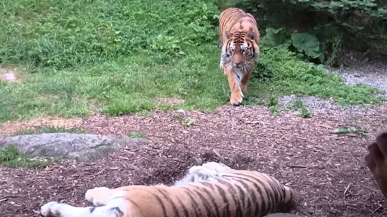 Crouching tiger, Dublin zoo - YouTube