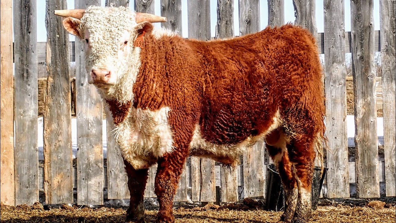 CARZAN 5251C Comanche 069H - YouTube