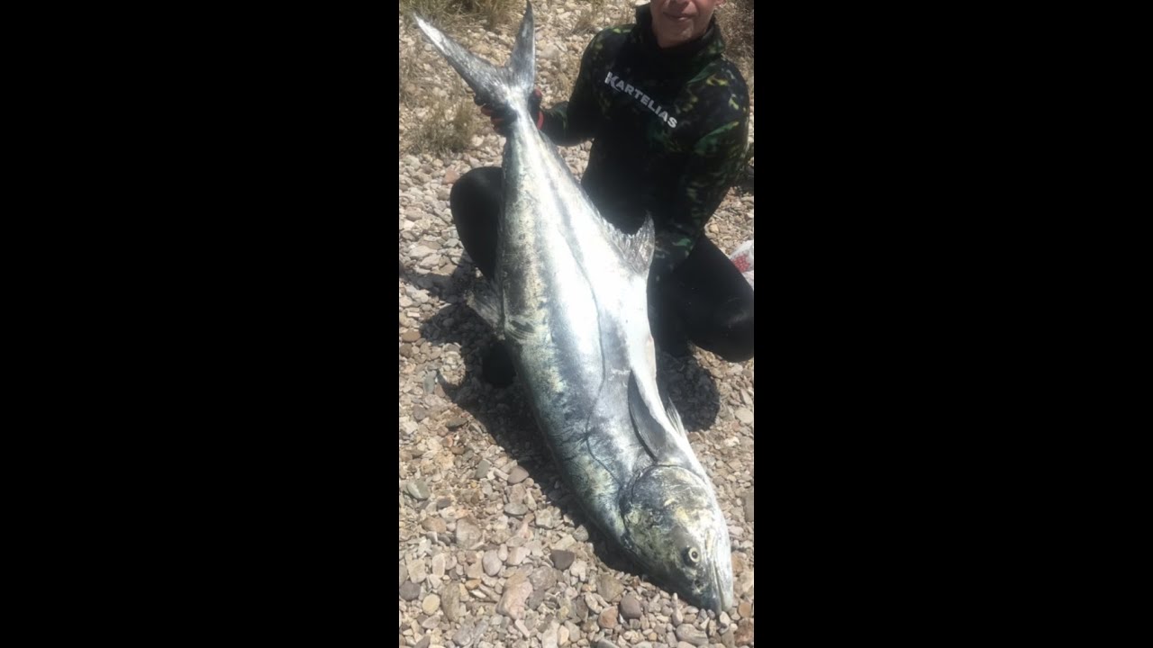 Spearfishing 🤿🔱 The great Leerfish 24kg/ Lichia amia / Μεγαλη Λιτσα ...
