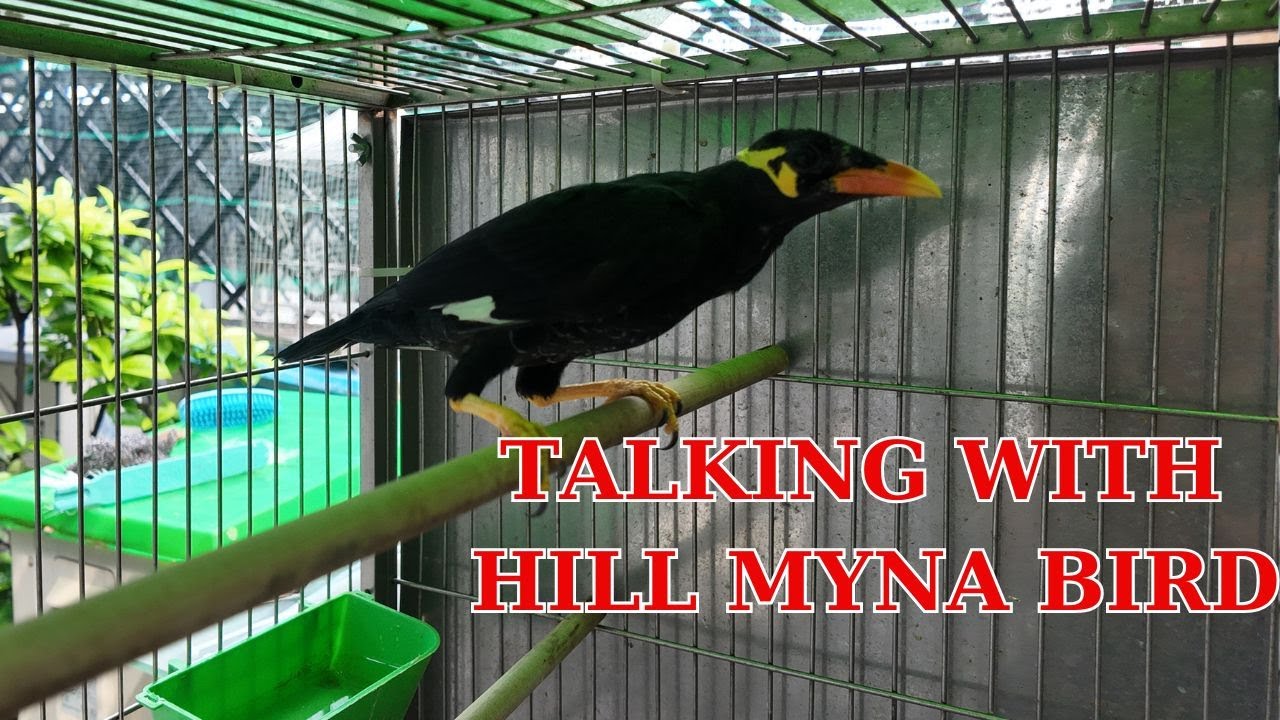 120 minutes Amazing talking with Hill Myna Bird with sound and talking ...