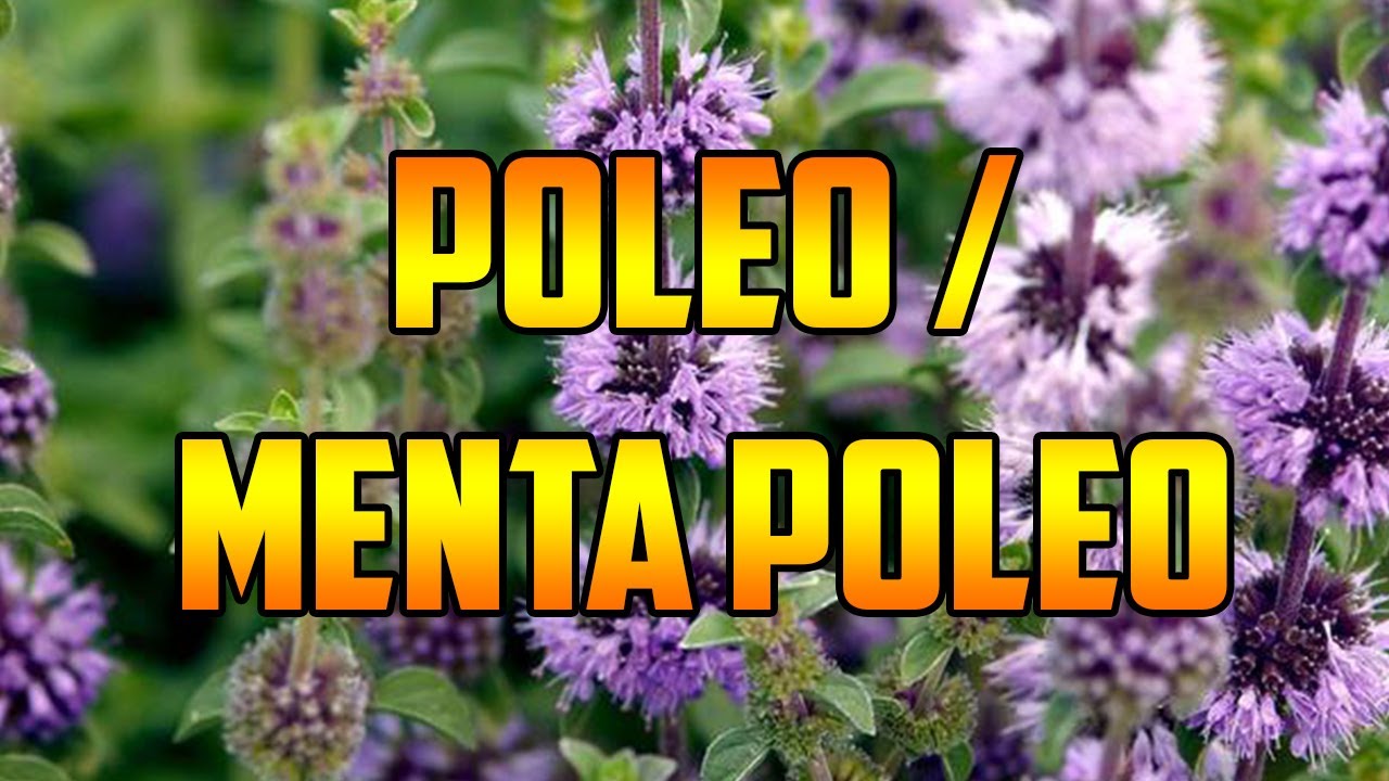 PARA QUE SIRVE🌿POLEO 🌿BENEFICIOS🌿Mentha pulegium 🌿POLEO DE MENTA 🌿 ...