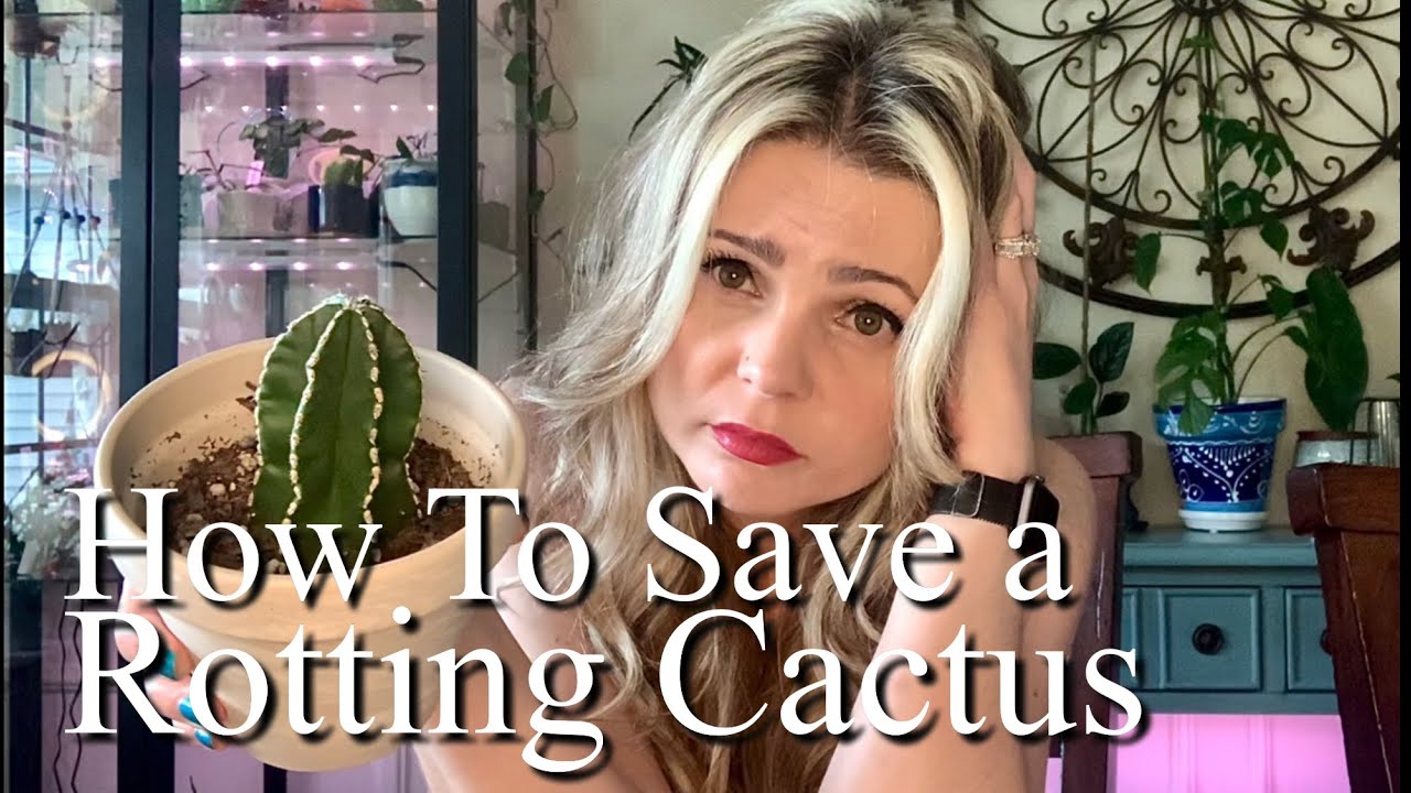 Saving Rotting Cactus // Houseplant Rescue Mission - YouTube