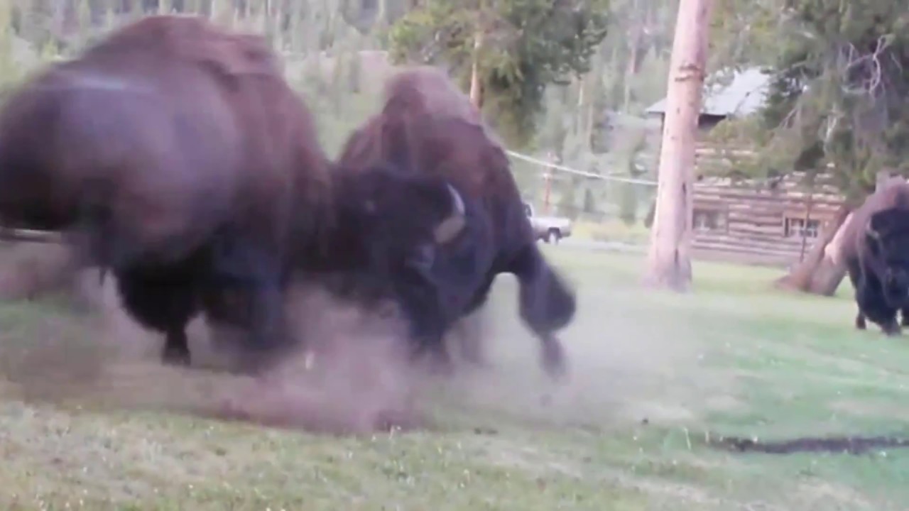 Bison fight - YouTube