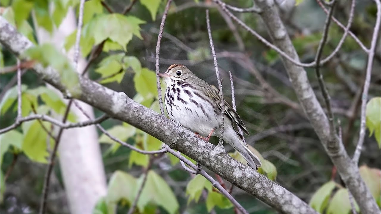 Ovenbird Song (26 May 2023) - YouTube