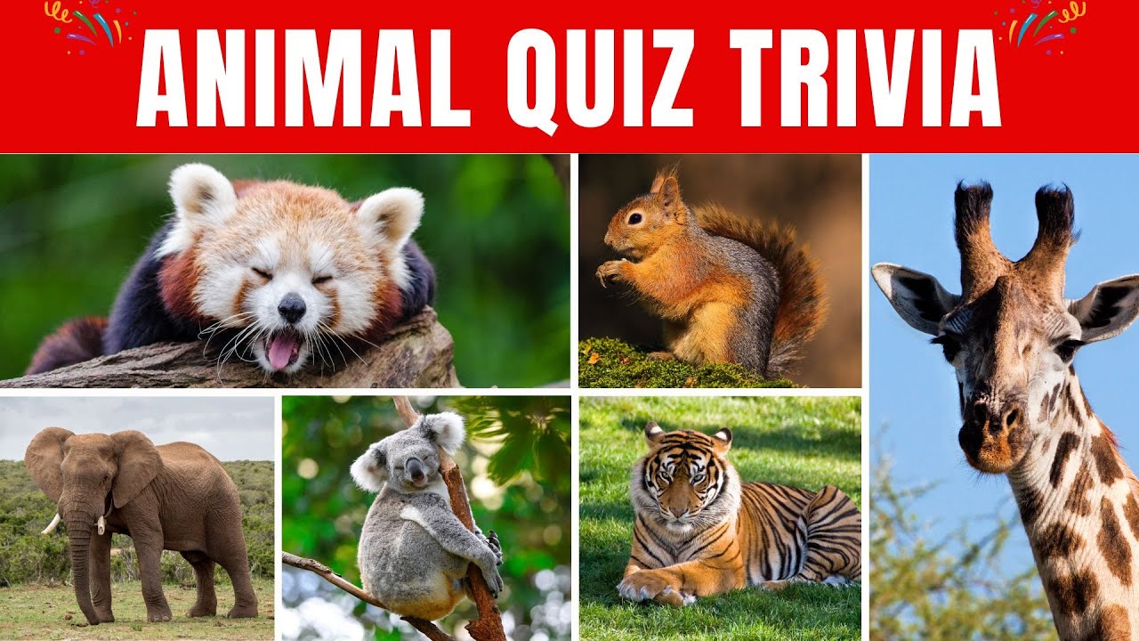 Animal Trivia Quiz 🐾 20 Quiz Questions and Answers about Animals - YouTube