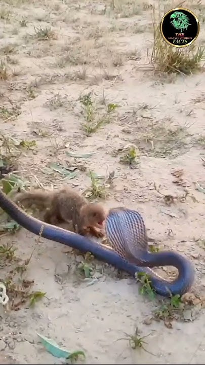 snake vs mongoose fight /mongoose vs king cobra #Snake #mongoose #2023 ...