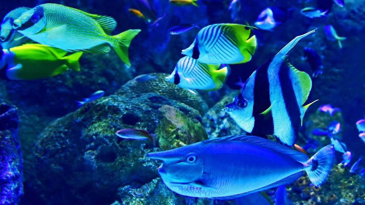 Camille Saint-Saens - Aquarium - Act 7 Carnival of the Animals - YouTube