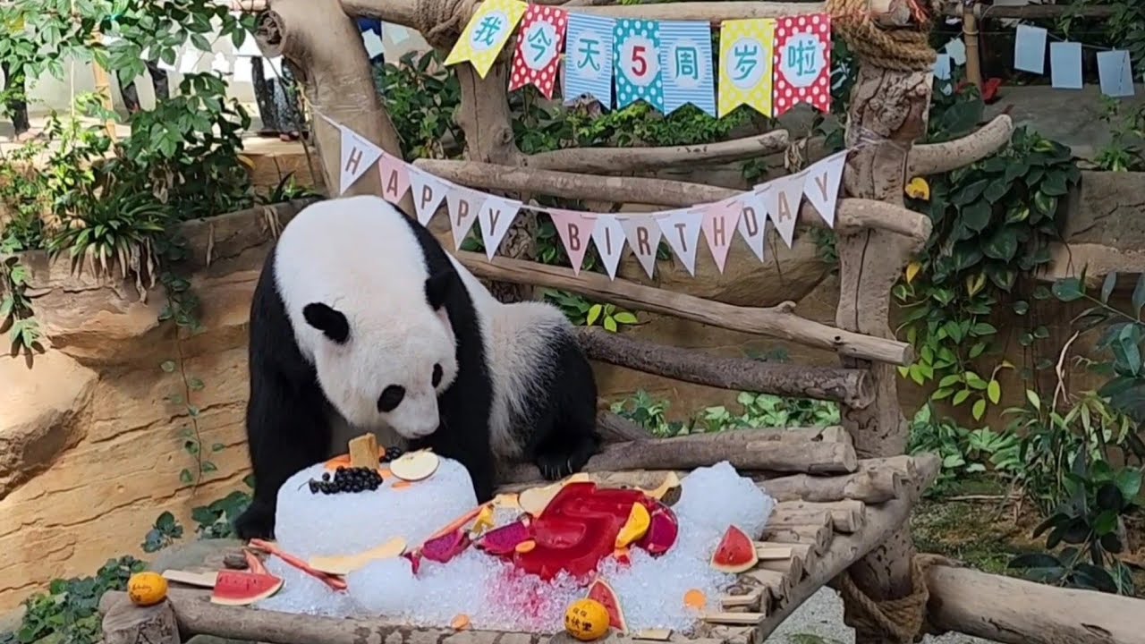 20230114 Happy 5th Birthday to Giant Panda Yi Yi 谊谊 @ Zoo Negara ...