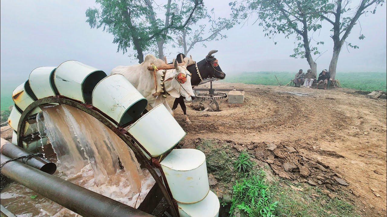 Water Lifting System With Bulls in Foggy Winter | Old Irrigation ...