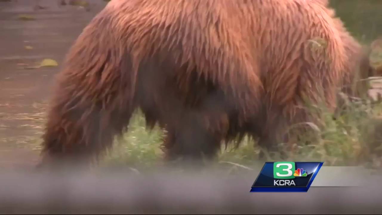 Three-legged bear cub finds sanctuary in Galt - YouTube