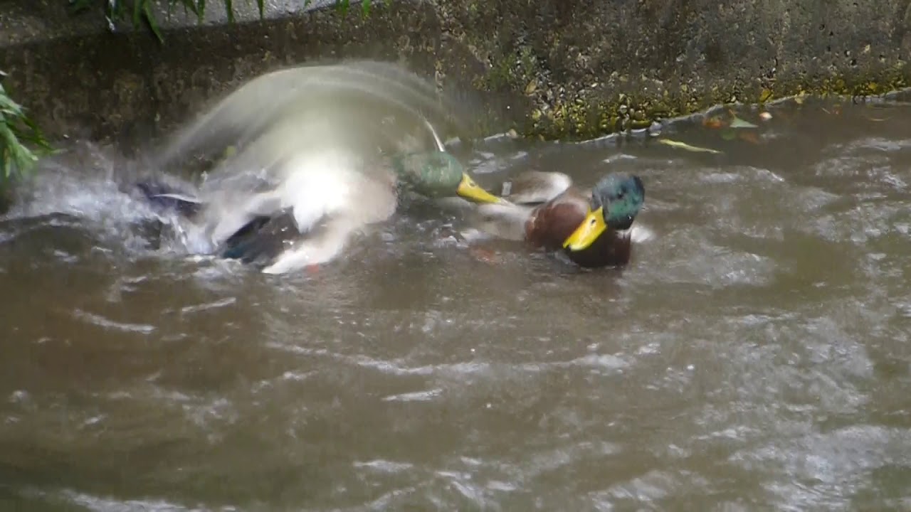 Duck fight in Botany Pond! - YouTube