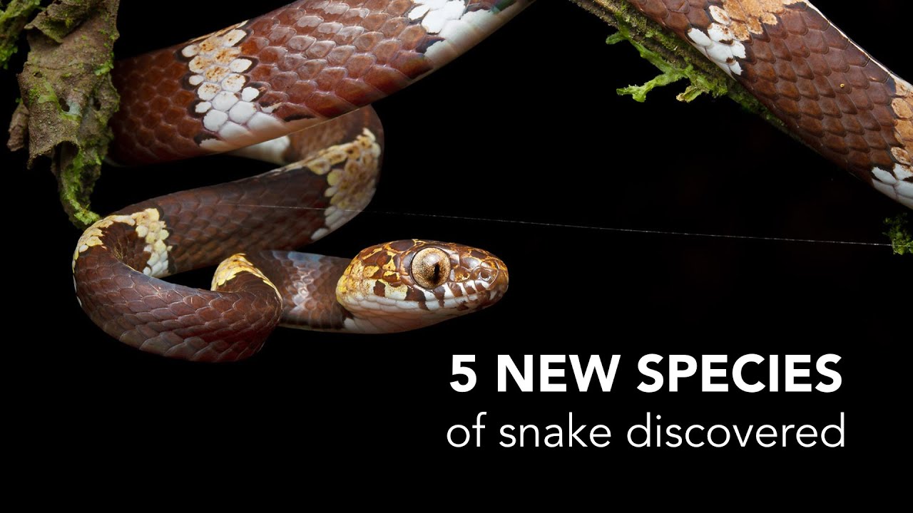 Names Of Snakes That Live In The Rainforest