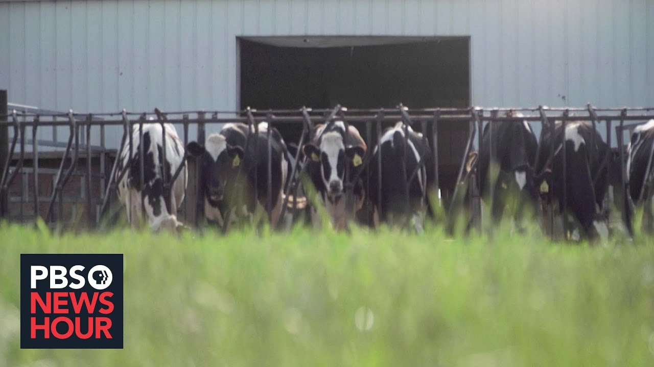 Americans may soon pay more for milk, cheese as rising heat stresses ...