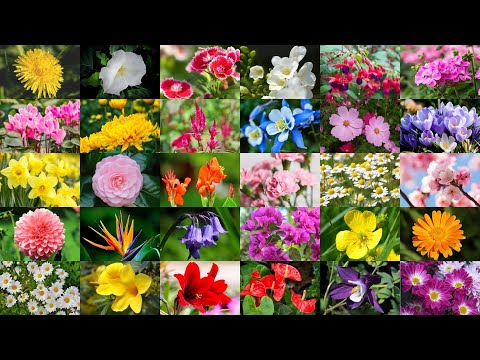 Lernen Sie die Namen von 62 häufig vorkommenden Blumen auf Englisch