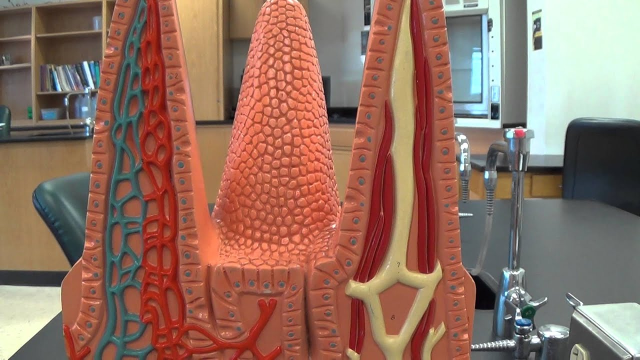 Villi Model - YouTube