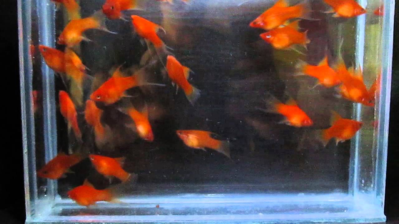 Longfin red swordtails and hifin red platyes hybrids ! - YouTube