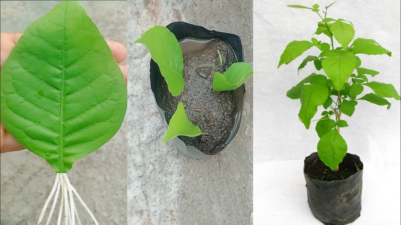 How To Propagate Bel Patra Plant From Leaf || bel Patra plant - YouTube